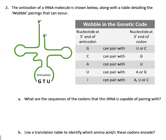 2. The anticodon of a tRNA molecule is shown below, along with a table ...