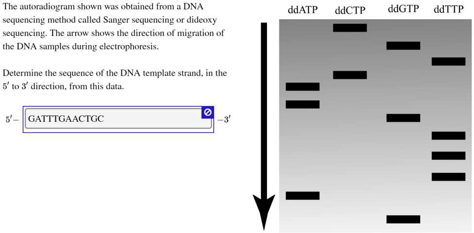 SOLVED: The autoradiogram shown was obtained from a DNA sequencing ...