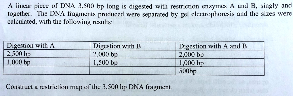 A linear piece of DNA 3,500 bp long is digested with restriction ...