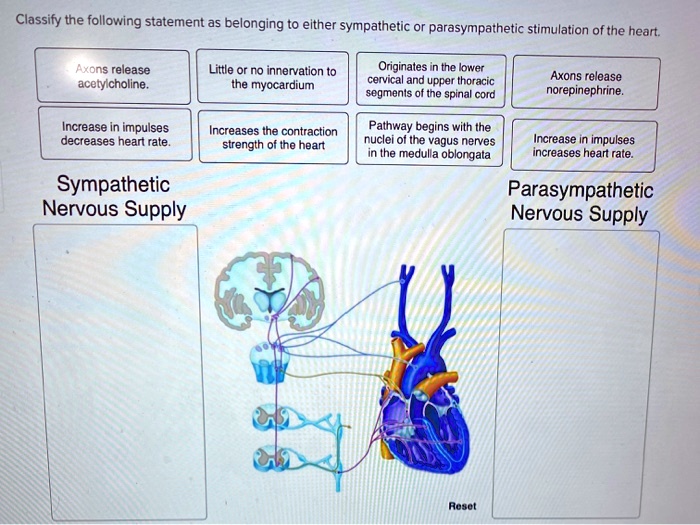 classify the following statement as belonging to either sympathetic or ...