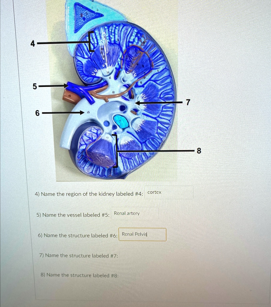 SOLVED: Name the region of the kidney labeled #4: cortex Name the ...