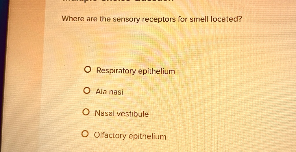 Where are the sensory receptors for smell located? O Respiratory ...