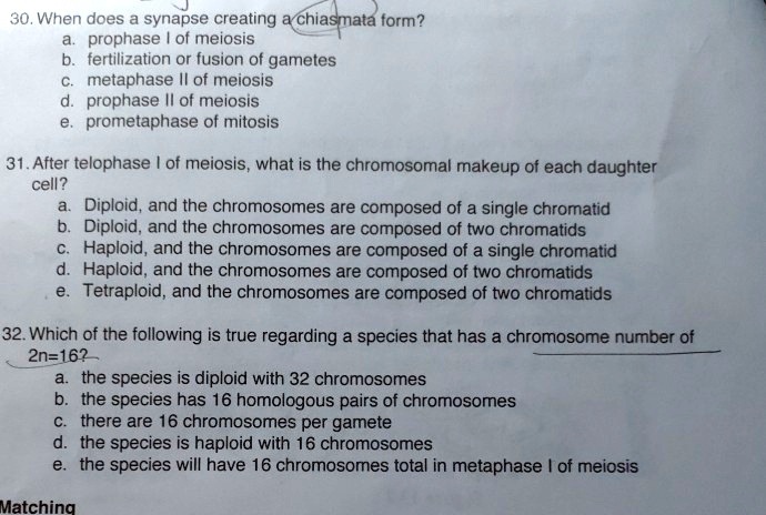 SOLVED: 30. When does a synapse creating a chiasmata form? Prophase of ...