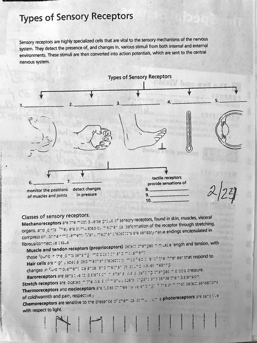 Types of Sensory Receptors Sensory receptors are highly specialized ...