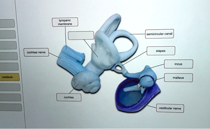 SOLVED: tympanic membrane semicircular canal cochlear nerve stapes ...