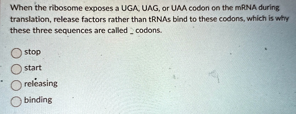 when the ribosome exposes a uga uag or uaa codon on the mrna during ...