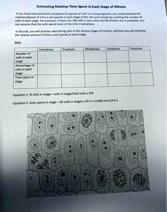 estlmating relative time spent in each stage of mitosis wyou frozc ...