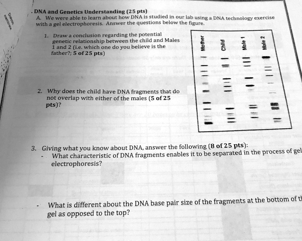 SOLVED: DNA and Genetics Understanding (25 pts) We were able to learn ...