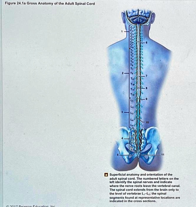 SOLVED: Identify the labeled muscles Figure 24.1a Gross Anatomy of the ...