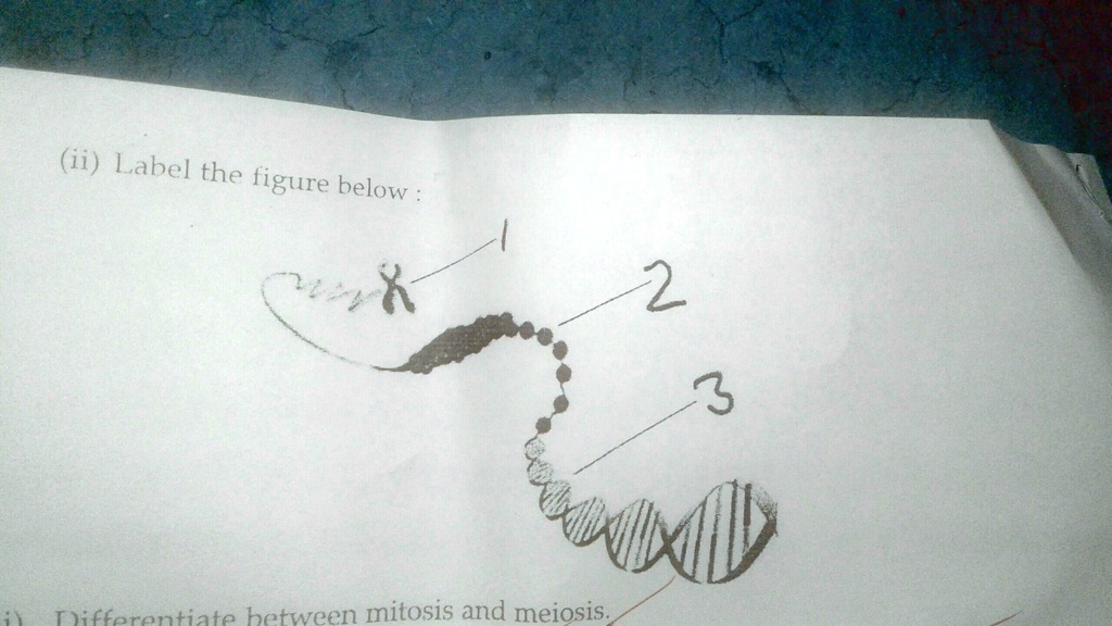SOLVED: label the figures below (ii) Label the figure below T ...