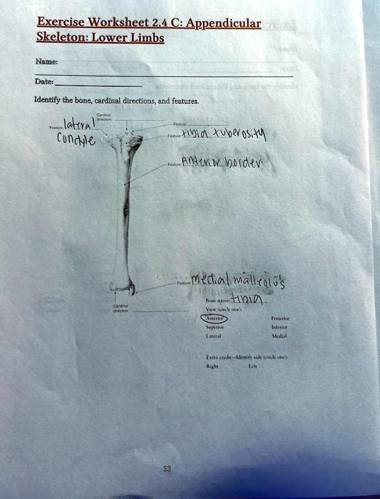 Exercise Worksheet 2.4 C: Appendicular Skeleton: Lower Limbs Name: Date ...