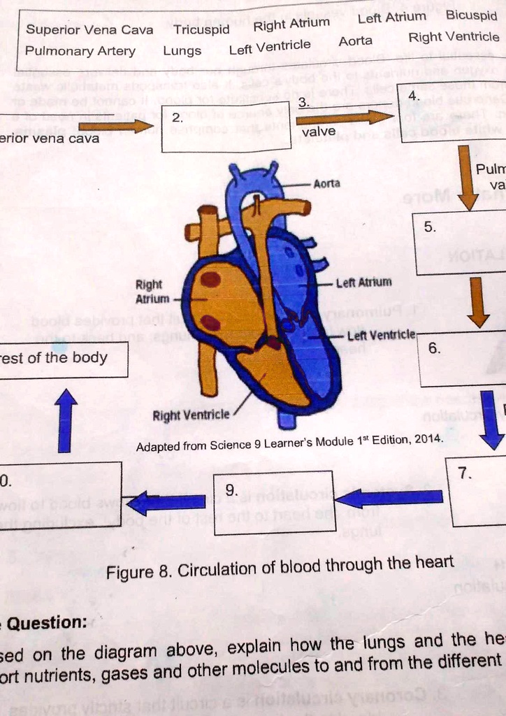 SOLVED: Coronary Circulation, superior vena cava, Pulmonary Artery, Tricuspid, Right Atrium ...