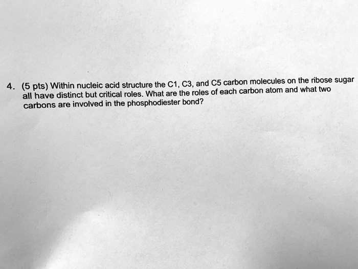 SOLVED: (5 pts) Within nucleic acid structure the C1, C3 and C5 carbon ...