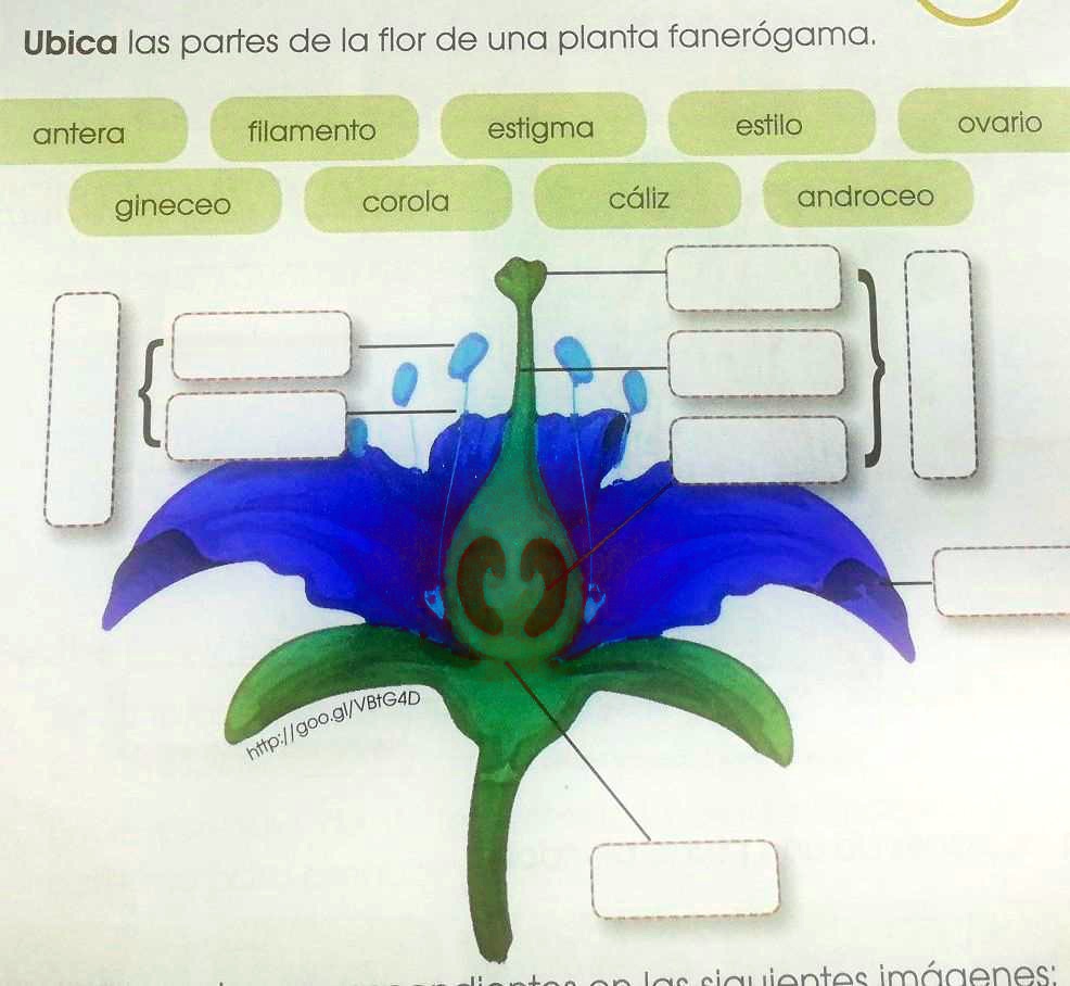 SOLVED: Cuales son las partes de la flor ayuda porfa Que es para hoy ...
