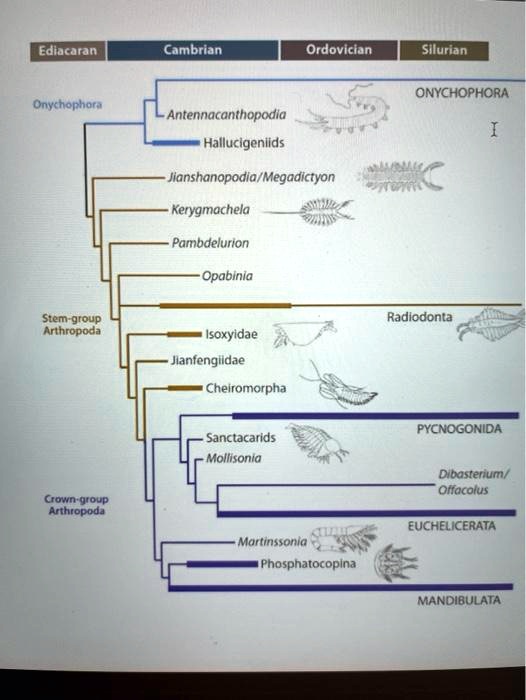 SOLVED:Edlacaran Cambrian Ordovician Silurian ONYCHOPHORA Onychophora ...