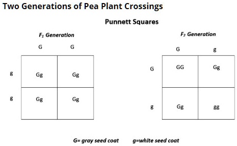 Two Generations of Pea Plant Crossings Punnett Squares F? Generation F ...