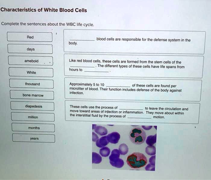 Complete the sentences about the WBC life cycle: Red blood cells are ...