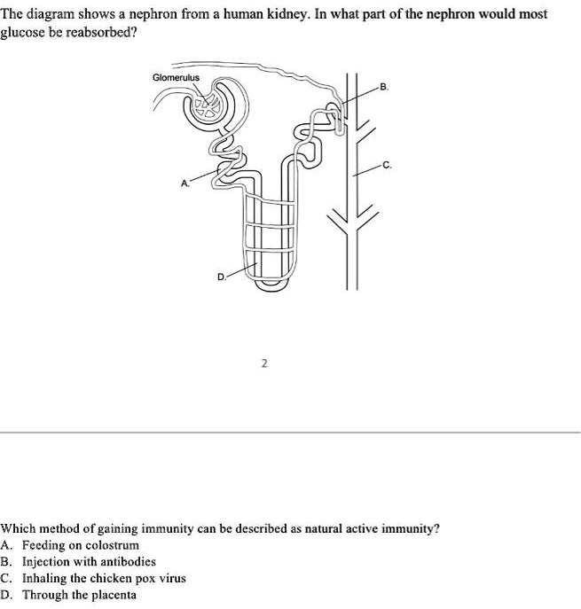 the diagram shows nephron from human kidney in what pan of the nephron ...
