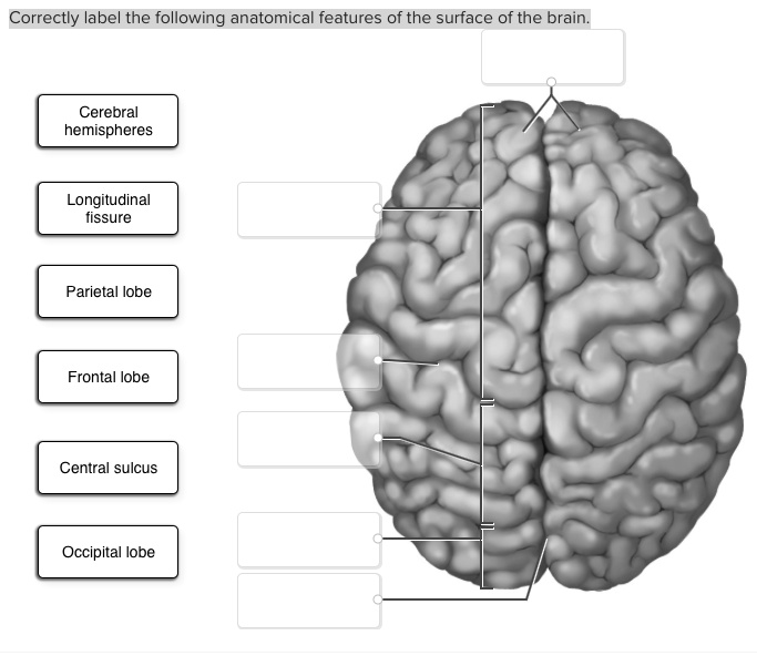 Correctly label the following anatomical features of the surface of the ...