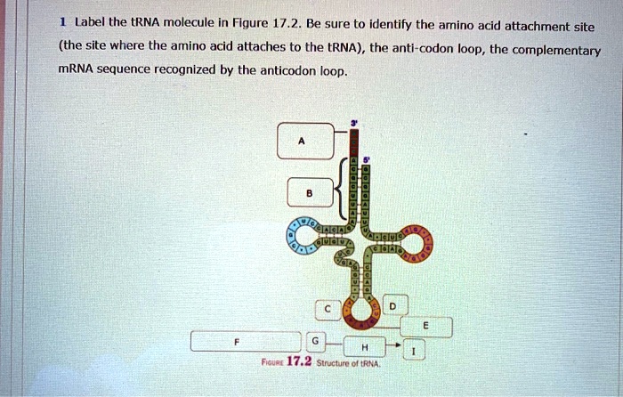 SOLVED: Label the tRNA molecule in Figure 17.2 Be sure to identify the ...