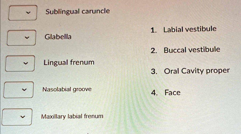 sublingual caruncle glabella labial vestibule buccal vestibule lingual ...