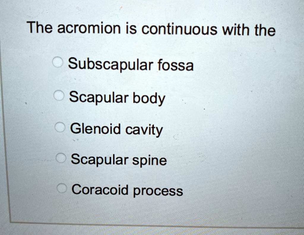 The acromion is continuous with the Subscapular fossa Scapular body ...