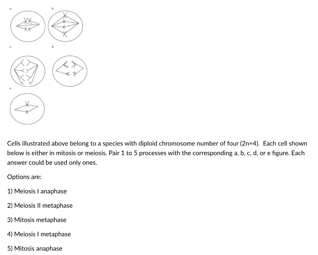 cells illustrated above belong to a species with diploid chromosome ...