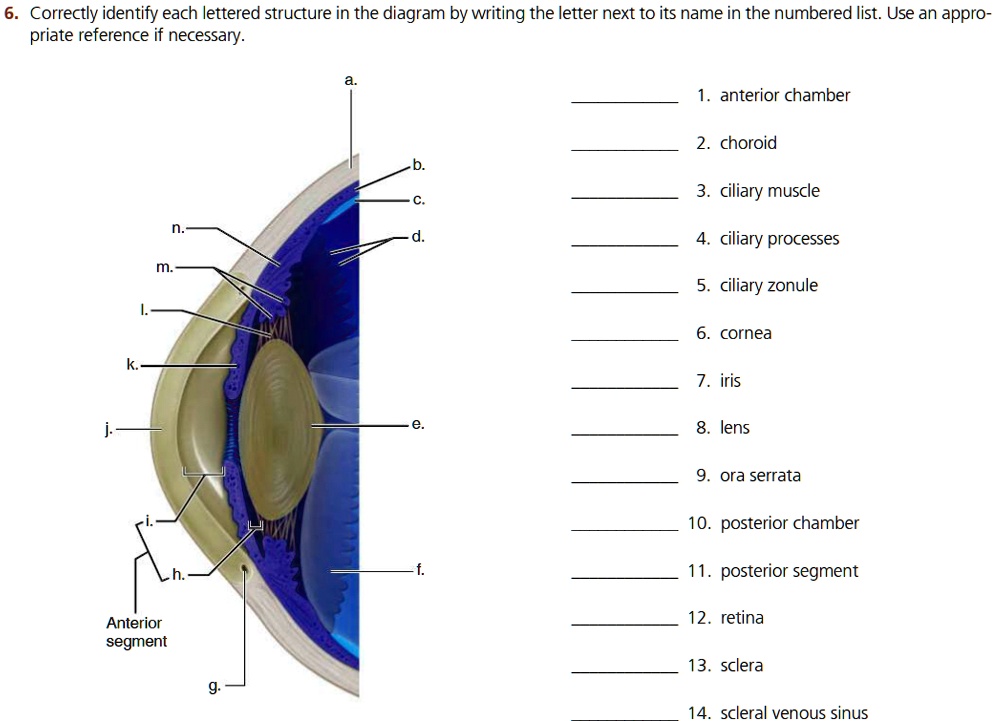 Correctly identify each lettered structure in the diagram by writing ... Correctly identify each lettered structure in the diagram by writing ...