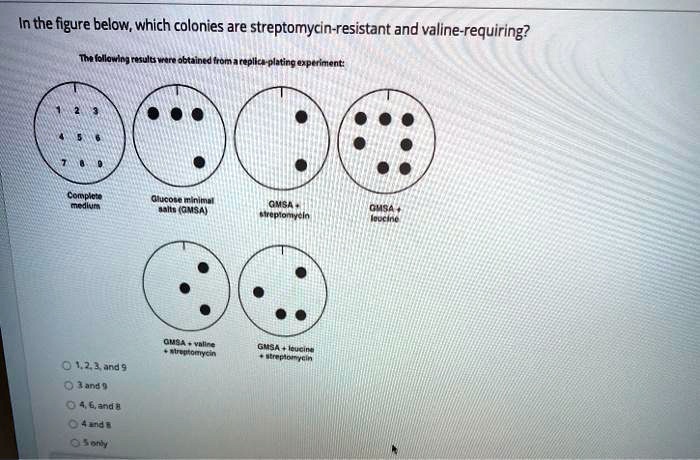 SOLVED: In the figure below, which colonies are streptomycin-resistant ...