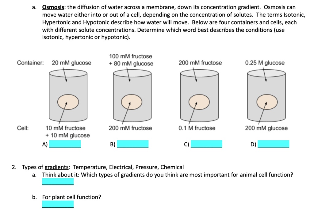 SOLVED: Osmosis: the diffusion of water across a membrane; down its ...