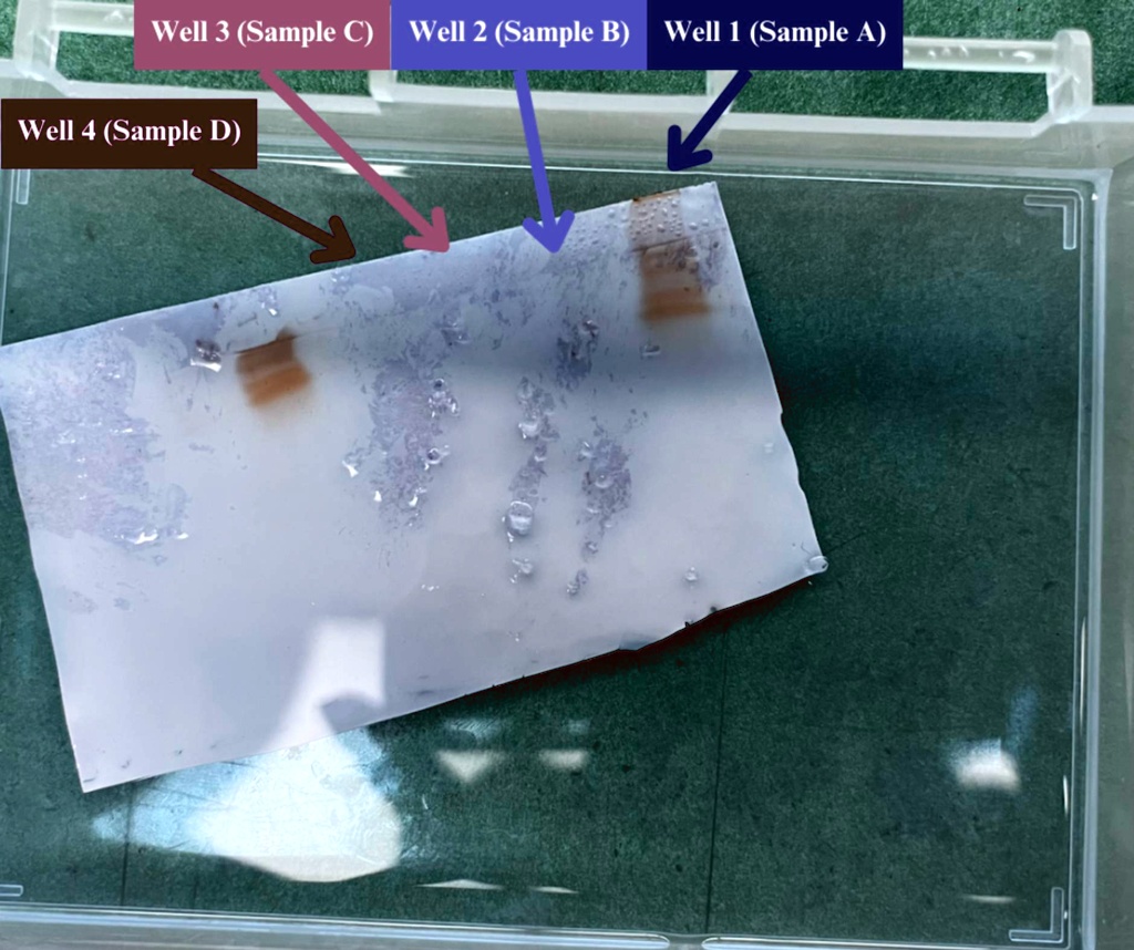 for a western blot analysis using immunodetection with the protein of ...