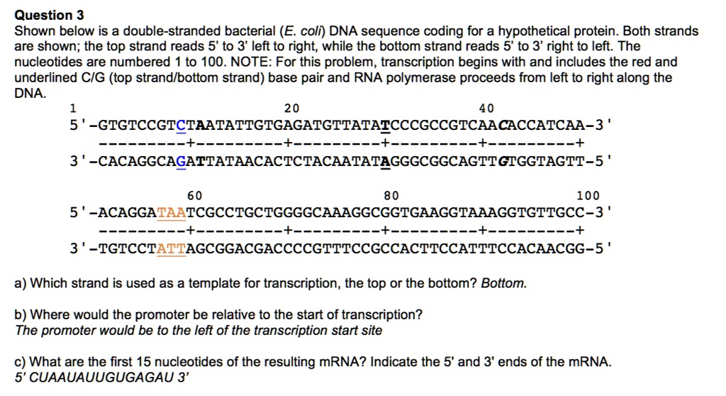 Question 3: Double-Stranded Bacterial DNA Sequence and Transcription Shown below is a double ...