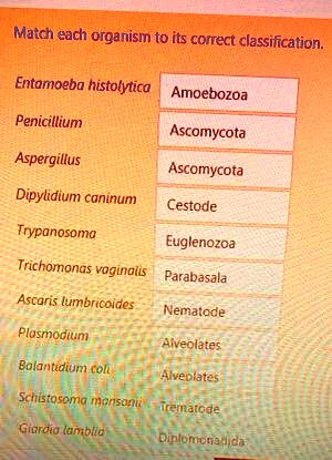 SOLVED: Match each organism to its correct classifcation, Entamoeba ...