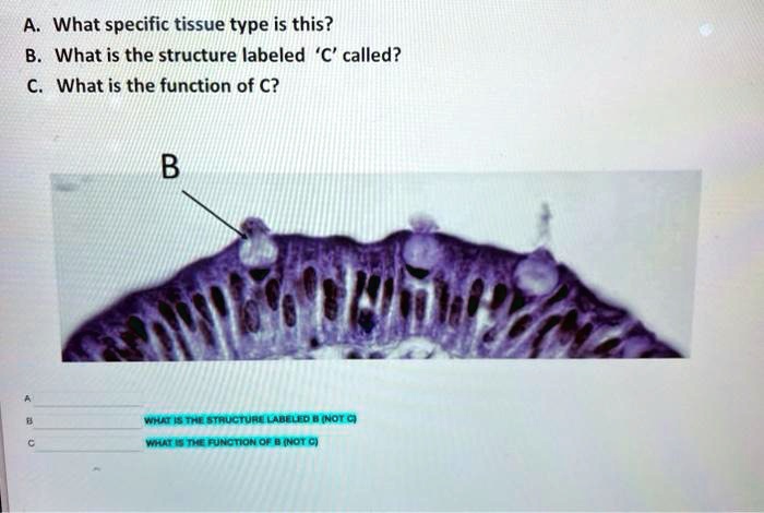 SOLVED: A. What specific tissue type is this? B. What is the structure labeled'c' called? C What ...
