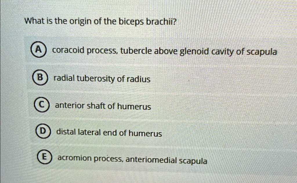 What is the origin of the biceps brachii? (A) coracoid process ...