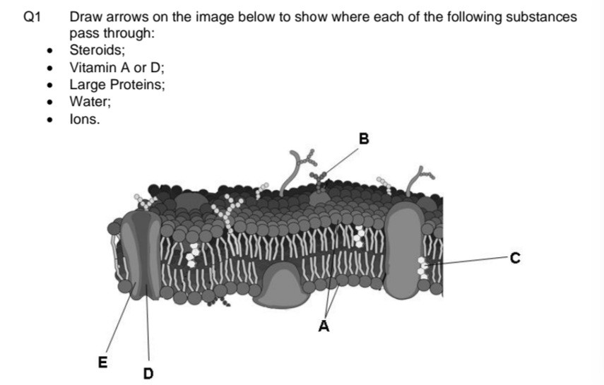 Q1 Draw arrows on the image below to show where each of the following substances pass through ...