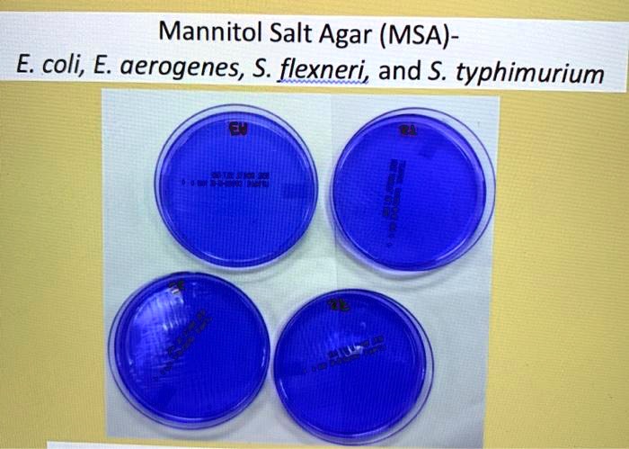 SOLVED: Mannitol Salt Agar (MSA)- E coli; E aerogenes, S. flexneri, and ...