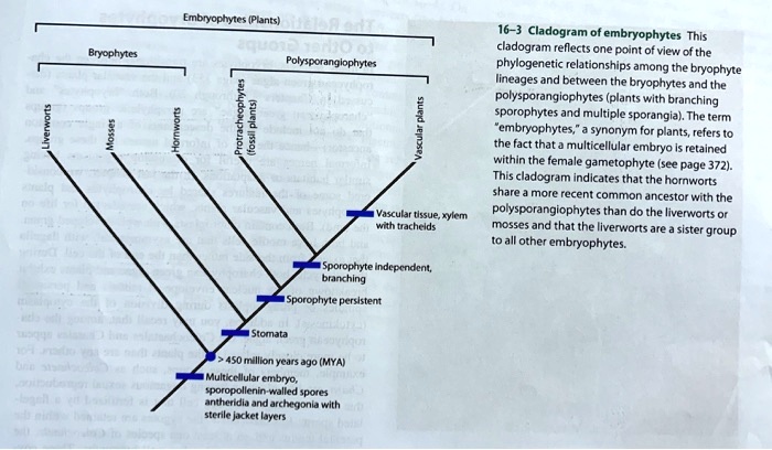 SOLVED: Embryophytes Cladogram This cladogram reflects one point of ...