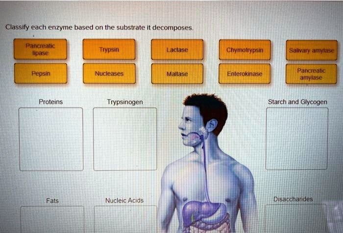 Classify each enzyme based on the substrate it decomposes. Pancreatic lipase Trypsin Lactase ...