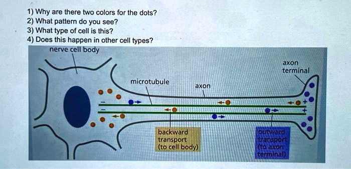 SOLVED: 1 Why are there two colors for the dots? 2) What pattern do you ...