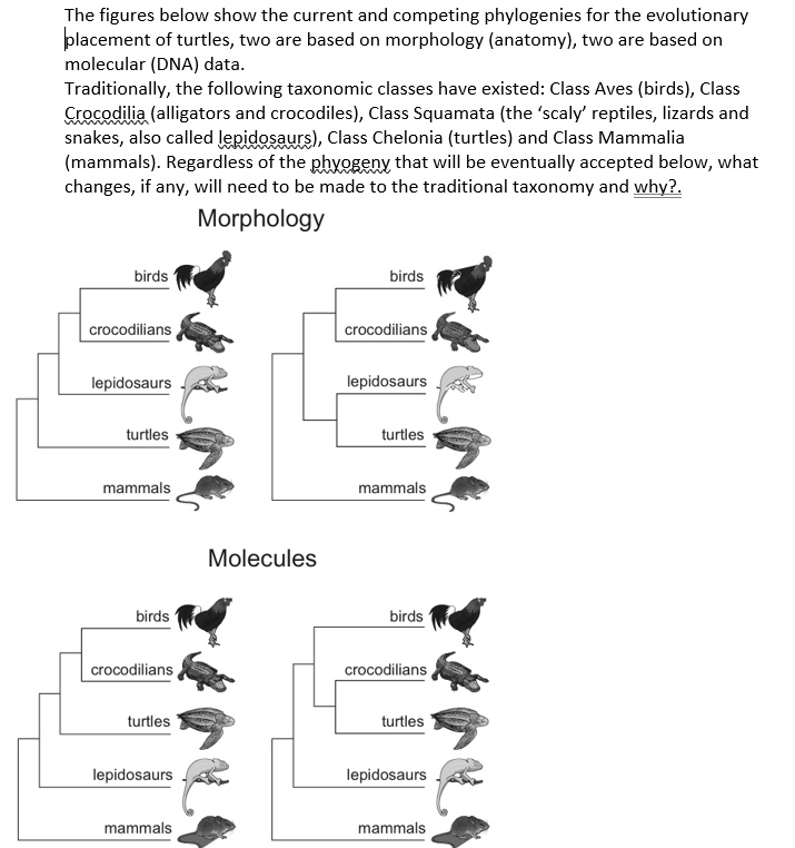 SOLVED: The figures below show the current and competing phylogenies ...