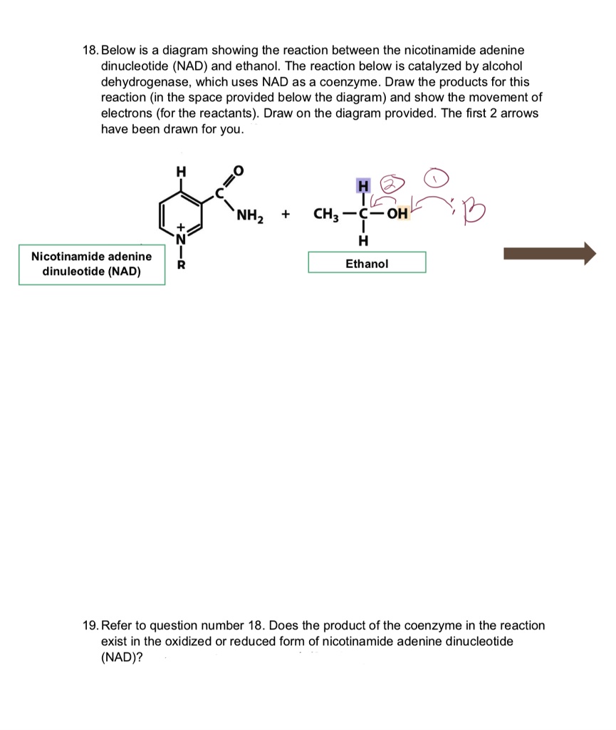 SOLVED: 18. Below is a diagram showing the reaction between ...