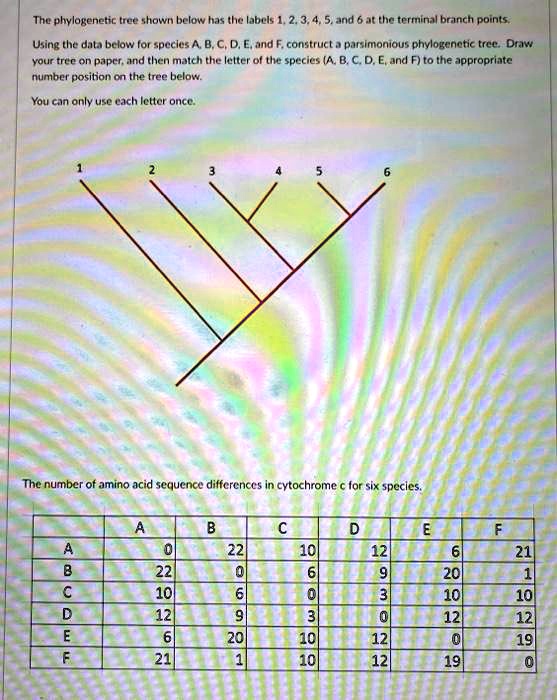 SOLVED: The phylogenetic tree shown below has the labels 2, 3, 4, 5, and 6 at the terminal ...