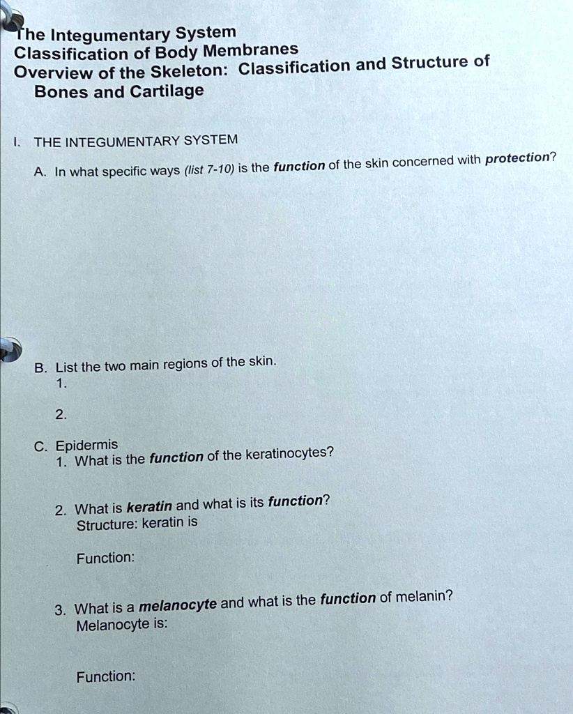 The Integumentary System Classification of Body Membranes Overview of ...