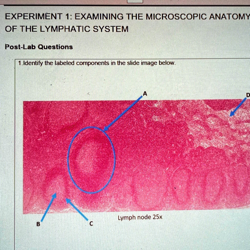 EXPERIMENT 1: EXAMINING THE MICROSCOPIC ANATOMY OF THE LYMPHATIC SYSTEM ...