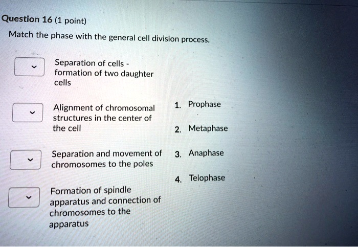 SOLVED: Question 16 (1 point) Match the phase with the general cell ...