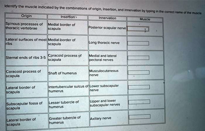 Identify the muscle indicated by the combinations of origin, insertion ...