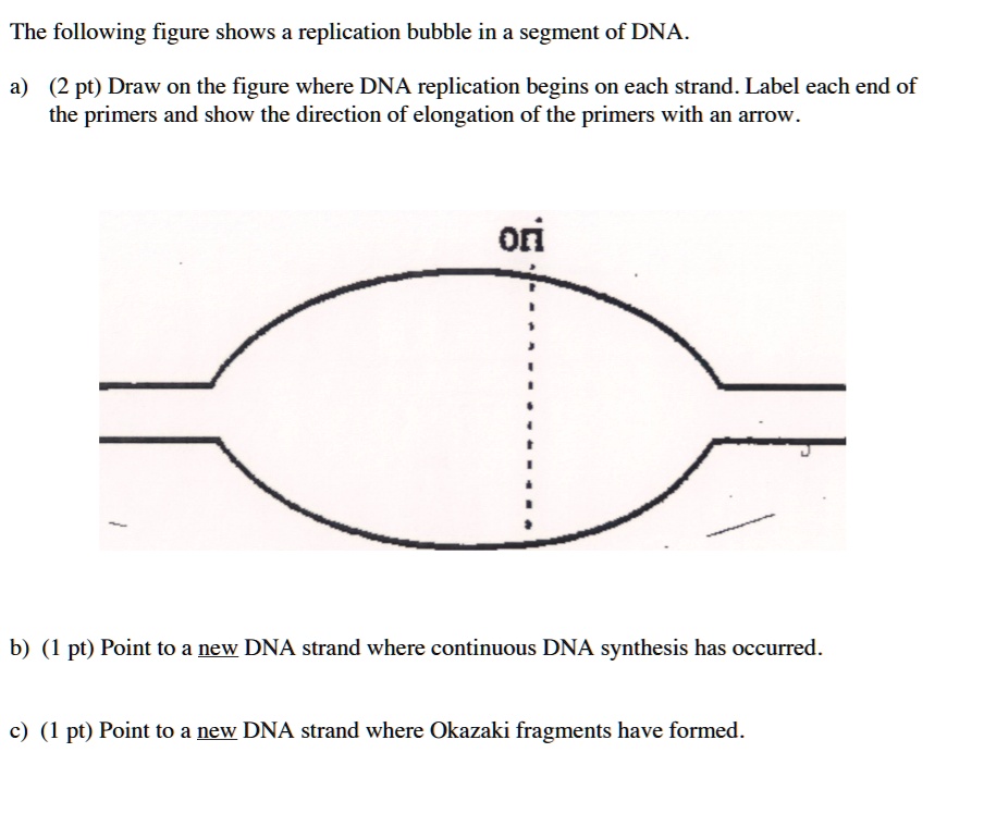 the following figure shows replication bubble in a segment of dna 2 pt ...