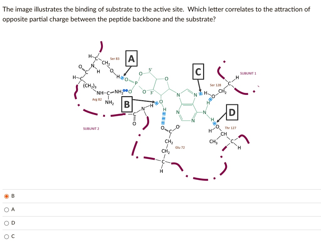 The image illustrates the binding of substrate to the active site ...