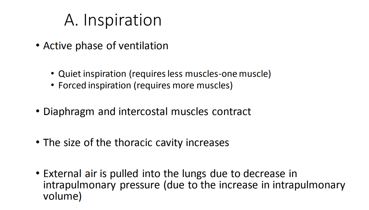 A. Inspiration - Active phase of ventilation - Quiet inspiration ...